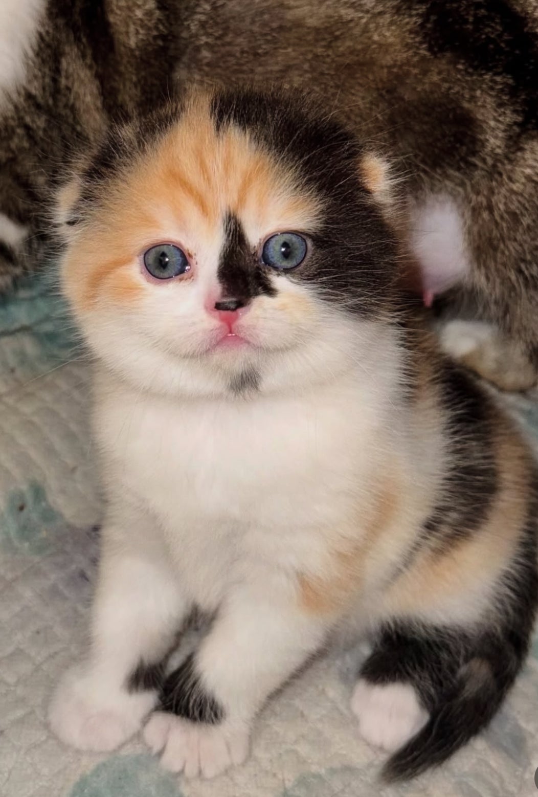 CALICO Scottish Fold female KOREATOWN LA | Luxury Scottishfold Palace