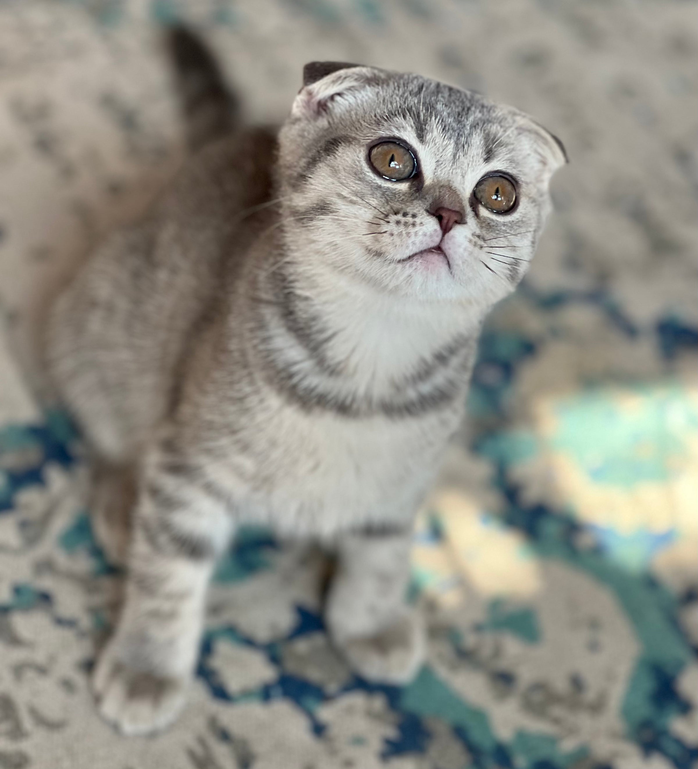 Blue Scottish Fold